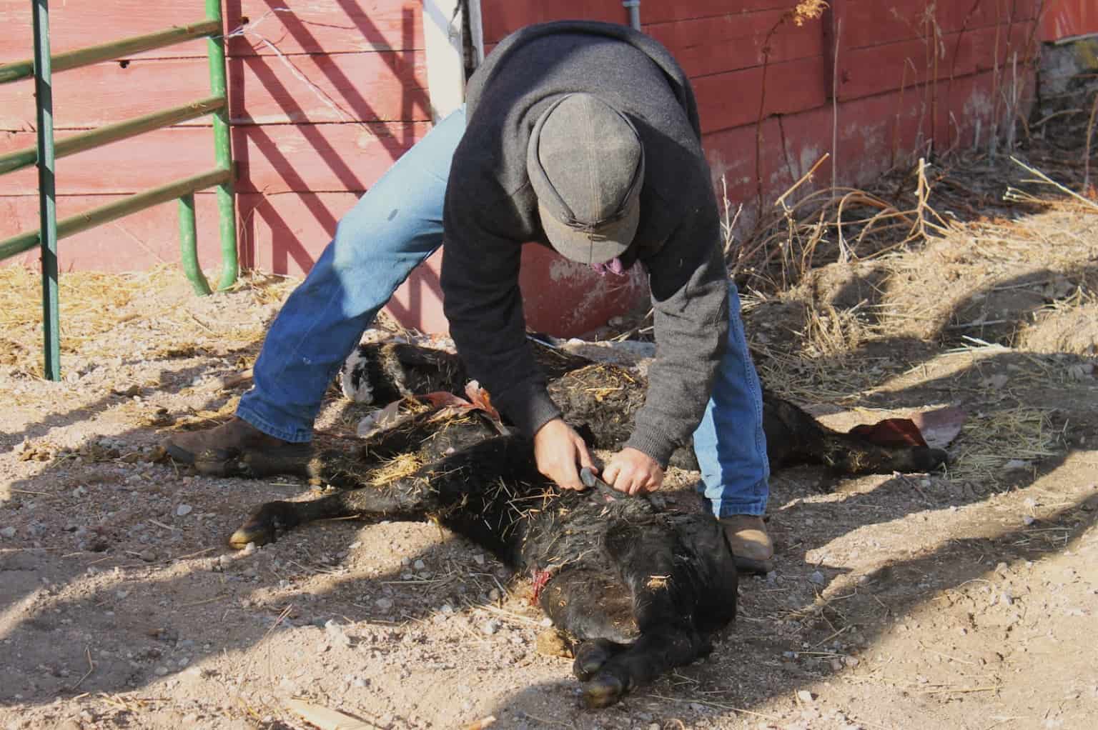 How to Graft a Calf. - A Ranch Mom