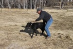 How to Graft a Calf. - A Ranch Mom