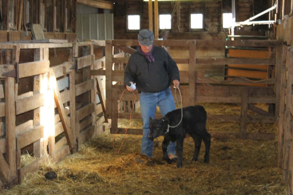 How to Graft a Calf. - A Ranch Mom