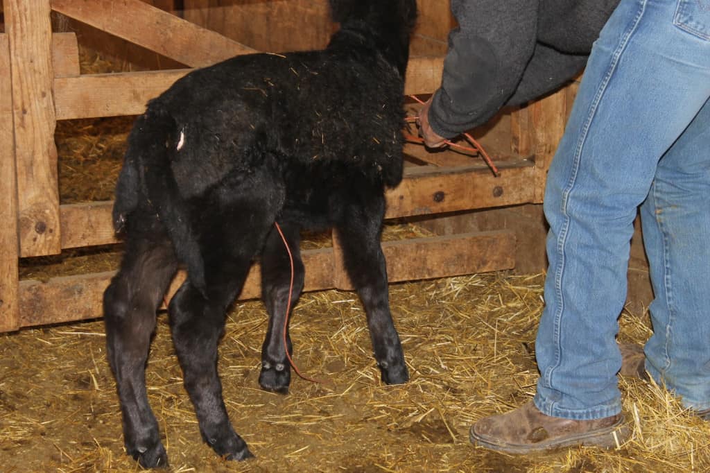 How to Graft a Calf. - A Ranch Mom