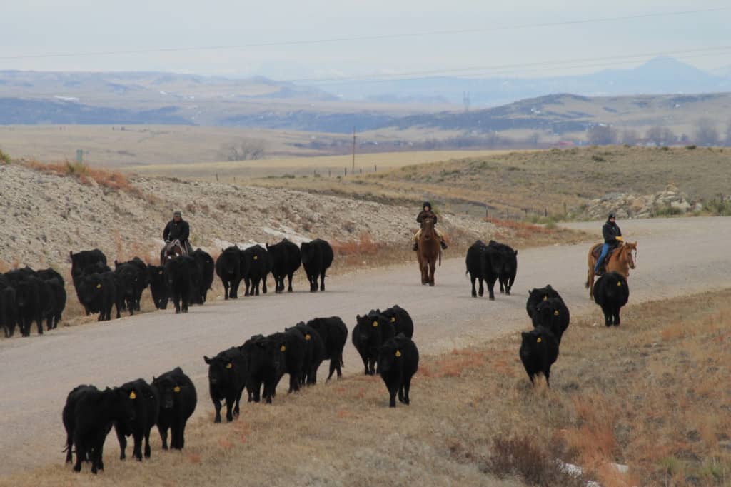 Pushing Heifers on a Wyoming Ranch (aka cattle drive) - A Ranch Mom