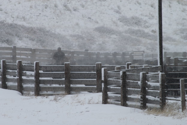 Workin’ cattle in the snow. - A Ranch Mom