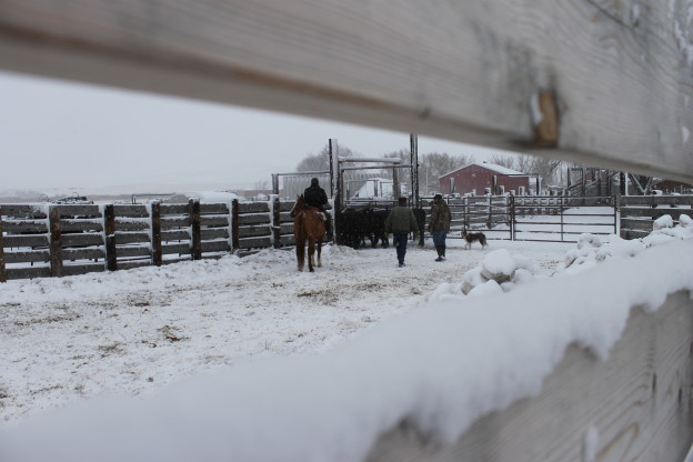 Workin’ cattle in the snow. - A Ranch Mom