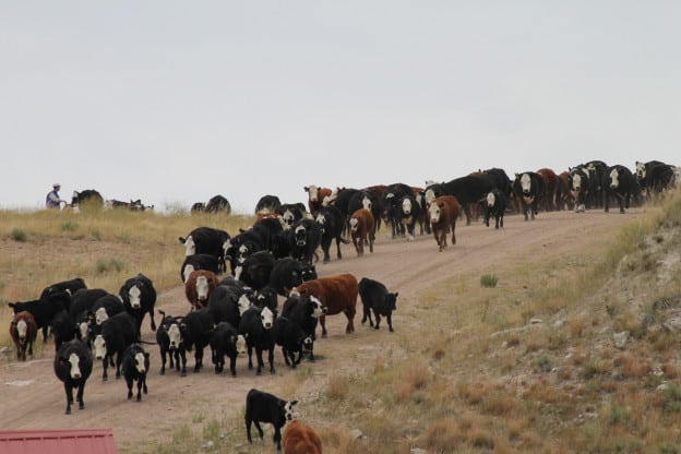 Looking back... cattle work. - A Ranch Mom