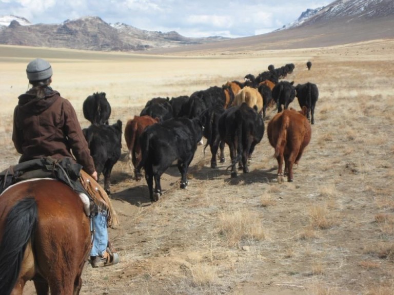 Day Worker Frei - The story of how a Russian became an American cowgirl ...