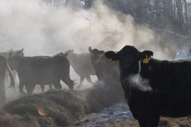 Feeding the cows and Peace on earth. - A Ranch Mom