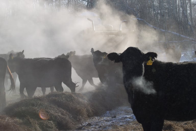 Feeding the cows and Peace on earth. - A Ranch Mom