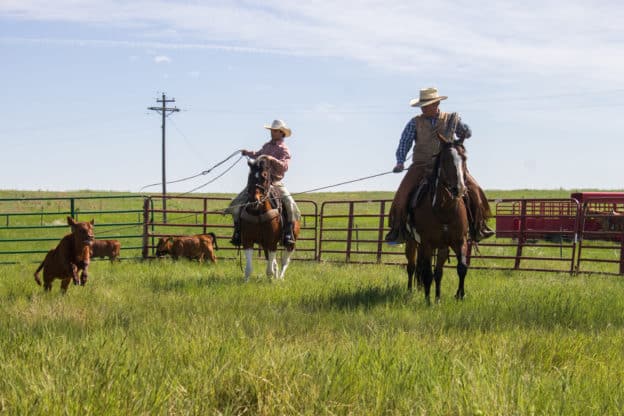 How to find a cowboy job (with no experience) - A Ranch Mom