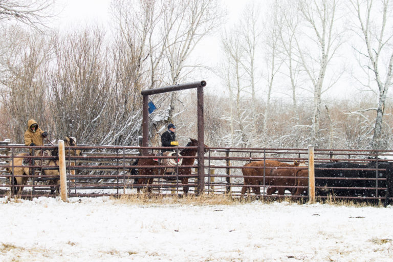 How to find a cowboy job (with no experience) - A Ranch Mom