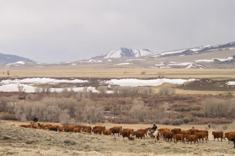 Cattle drive in Wyoming - A Ranch Mom