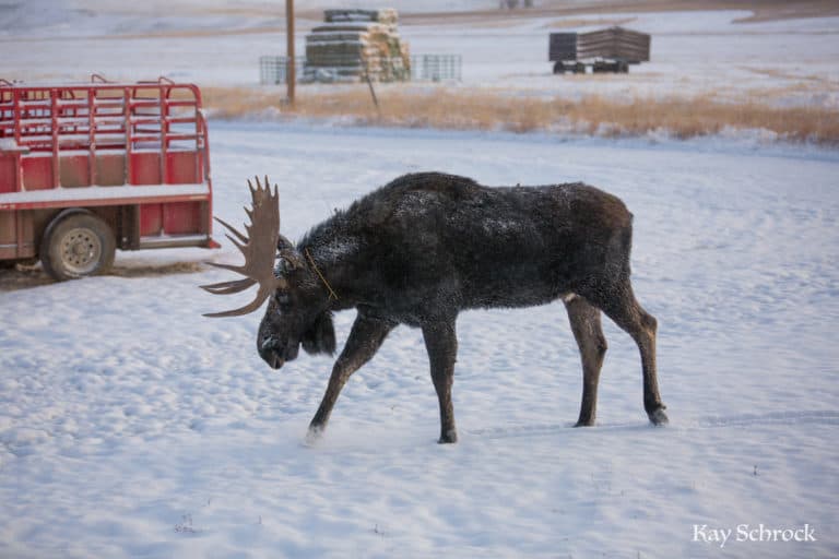 Wyoming Moose in my yard. - A Ranch Mom