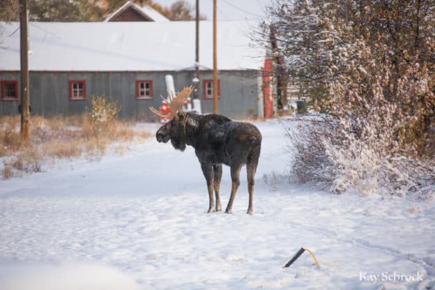 Wyoming Moose in my yard. - A Ranch Mom