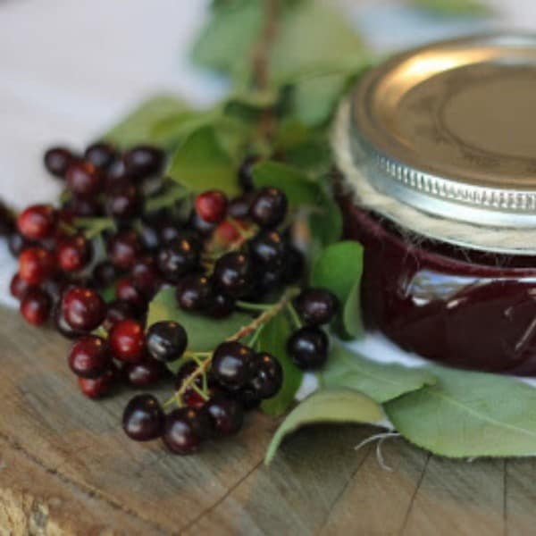 What Are Chokecherries? - A Ranch Mom