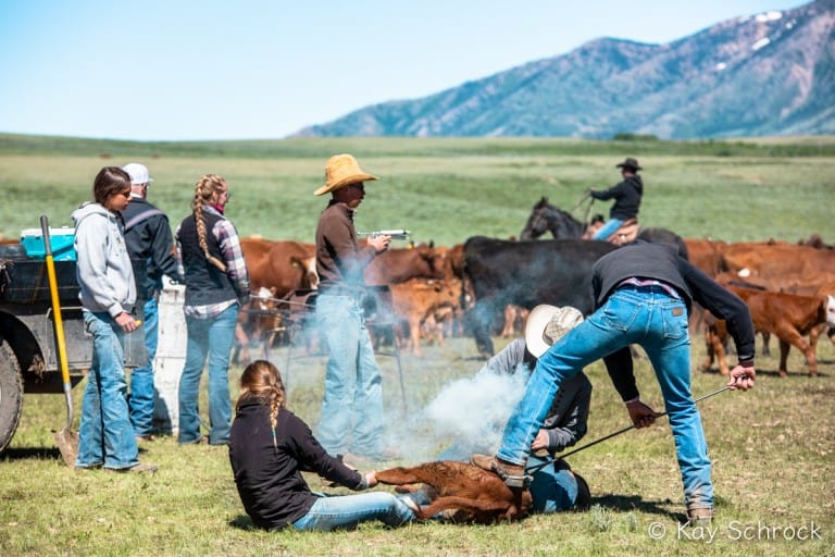 Spring Branding In Wyoming A Ranch Mom