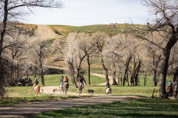 Spring Processing On The Ranch - A Ranch Mom
