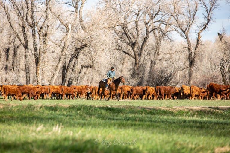 Spring Processing On The Ranch - A Ranch Mom