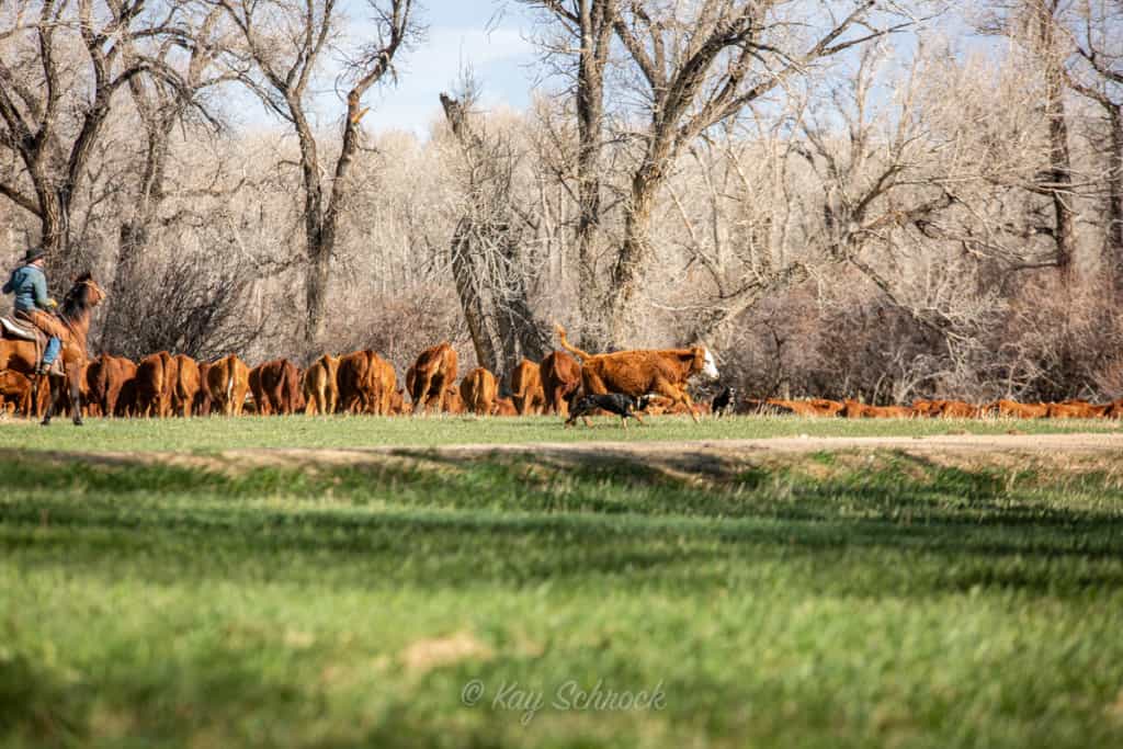 Spring Processing On The Ranch - A Ranch Mom