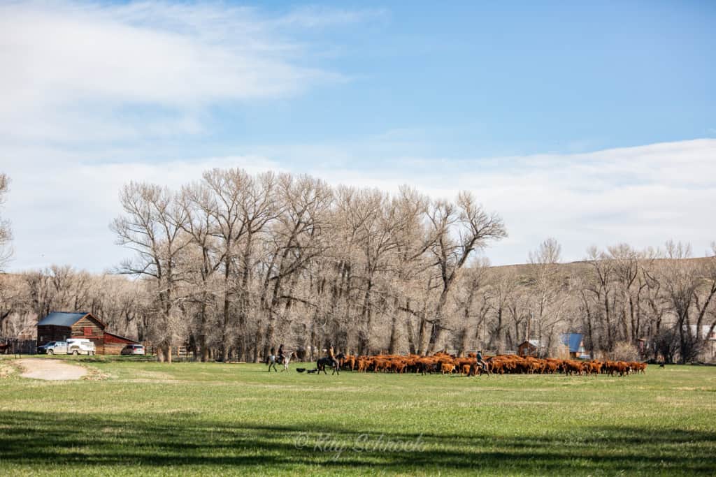 Spring Processing On The Ranch - A Ranch Mom