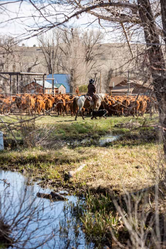 Spring Processing On The Ranch - A Ranch Mom