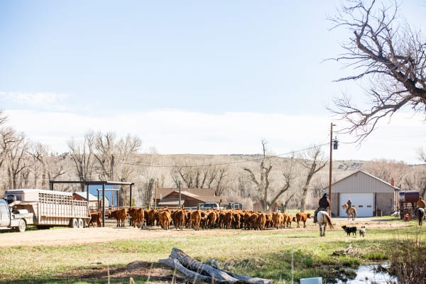 Spring Processing On The Ranch - A Ranch Mom