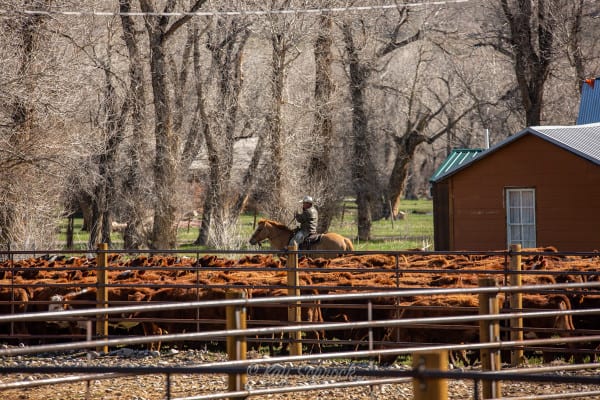 Spring Processing On The Ranch - A Ranch Mom