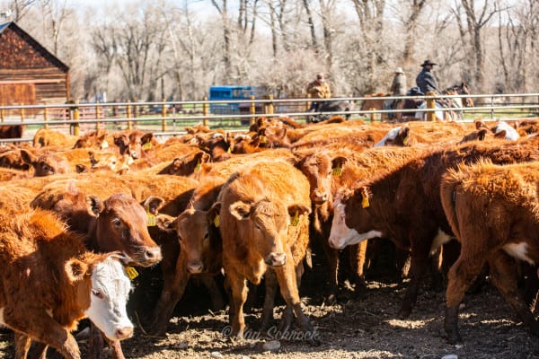 Spring Processing On The Ranch - A Ranch Mom