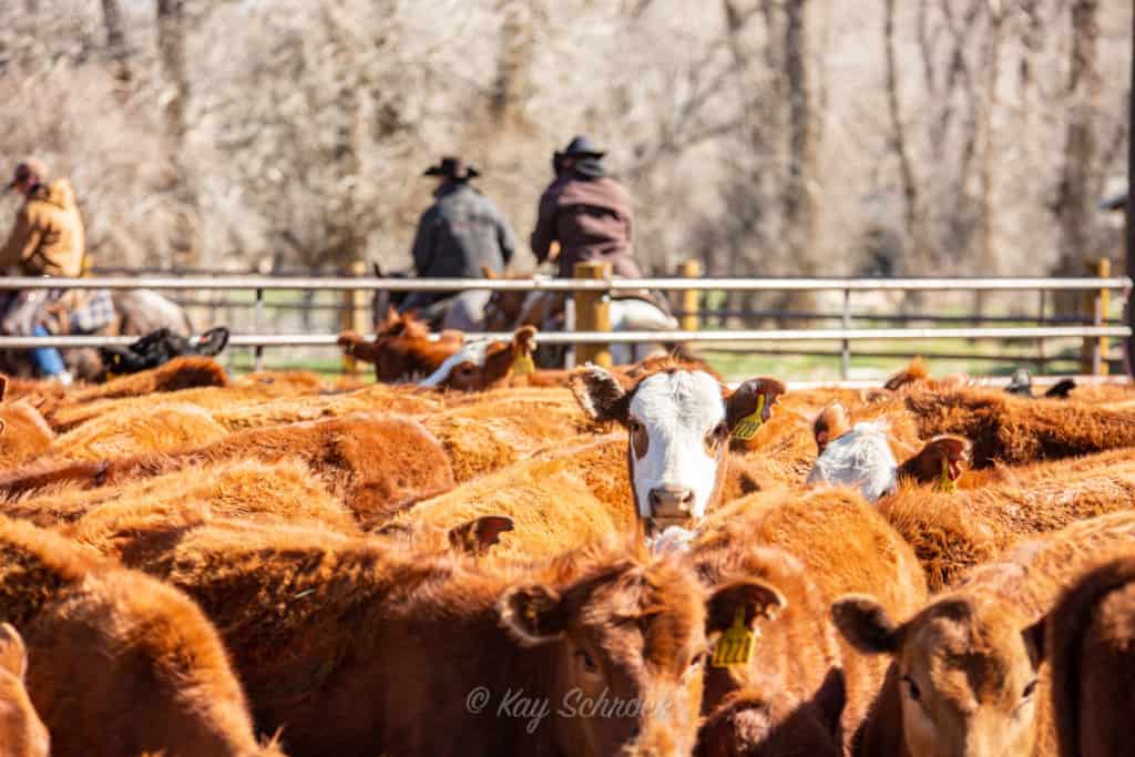 Spring Processing On The Ranch - A Ranch Mom