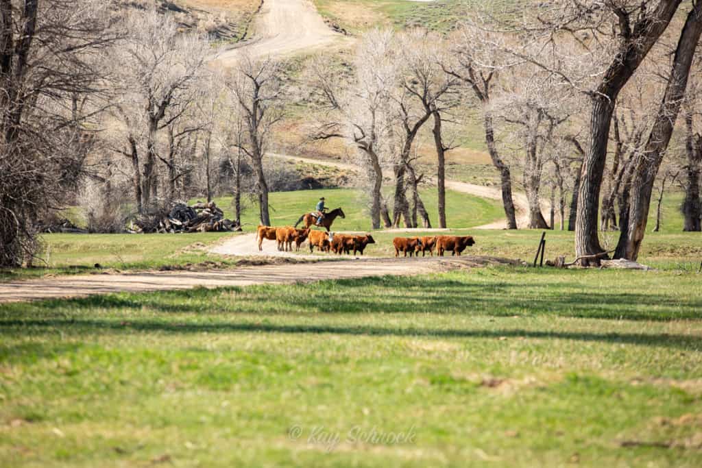 Spring Processing On The Ranch - A Ranch Mom