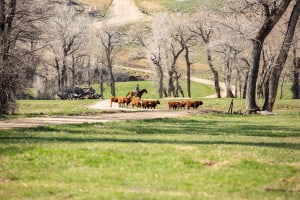 Spring Processing On The Ranch - A Ranch Mom