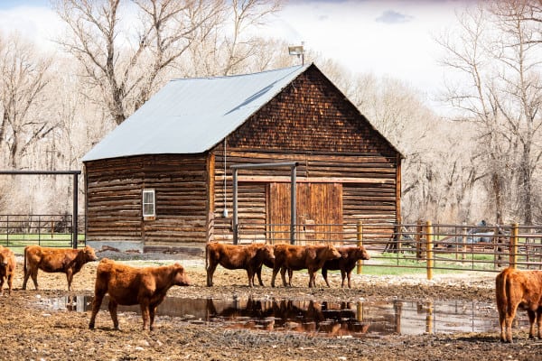 Spring Processing On The Ranch - A Ranch Mom