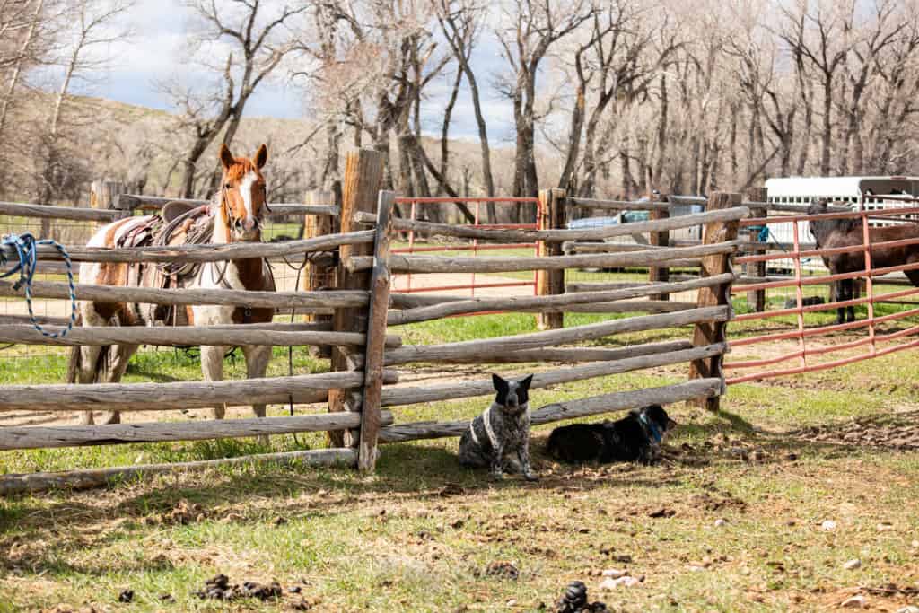 Spring Processing On The Ranch - A Ranch Mom