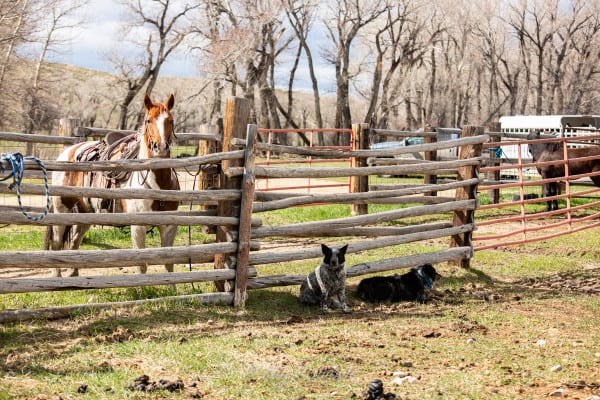 Spring Processing On The Ranch - A Ranch Mom