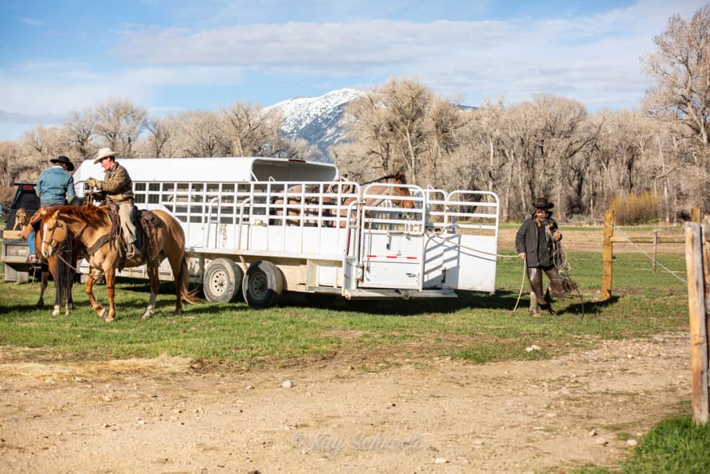 Spring Processing On The Ranch - A Ranch Mom