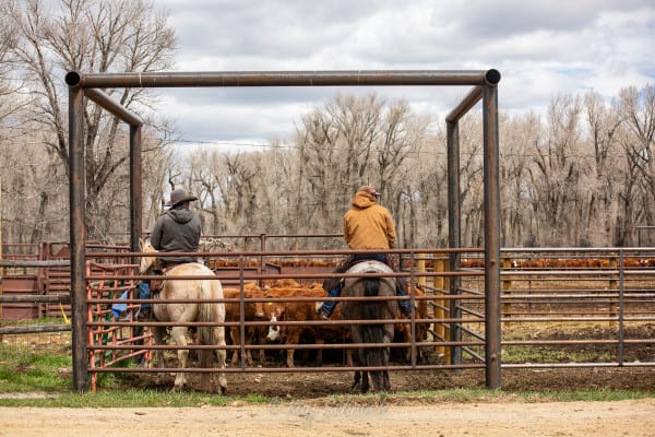 Spring Processing On The Ranch - A Ranch Mom