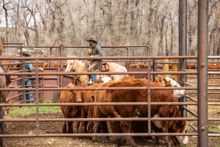 Spring Processing On The Ranch - A Ranch Mom