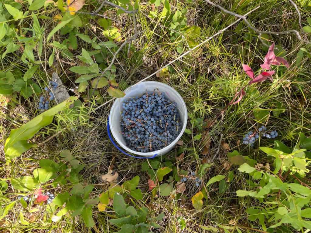 Oregon Grape Jelly Recipe - A Ranch Mom
