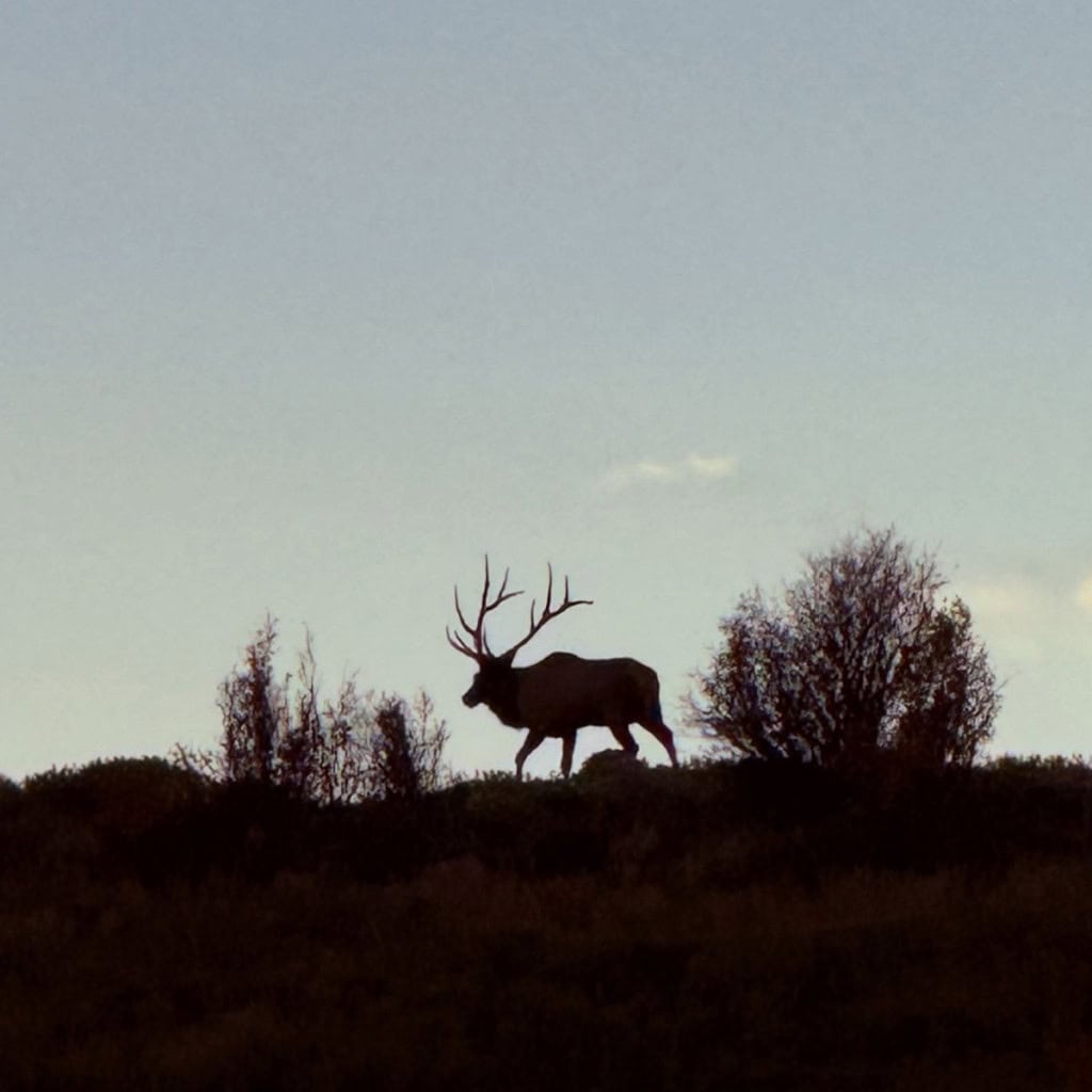 25 Ground Elk Meat Recipes - A Ranch Mom